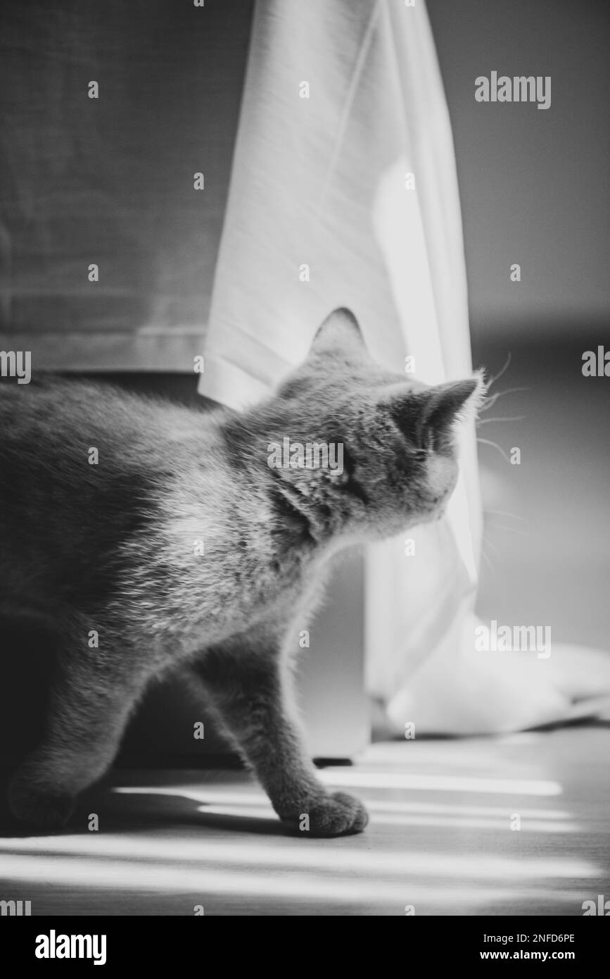 British shorthair cat under bed hi-res stock photography and images - Alamy