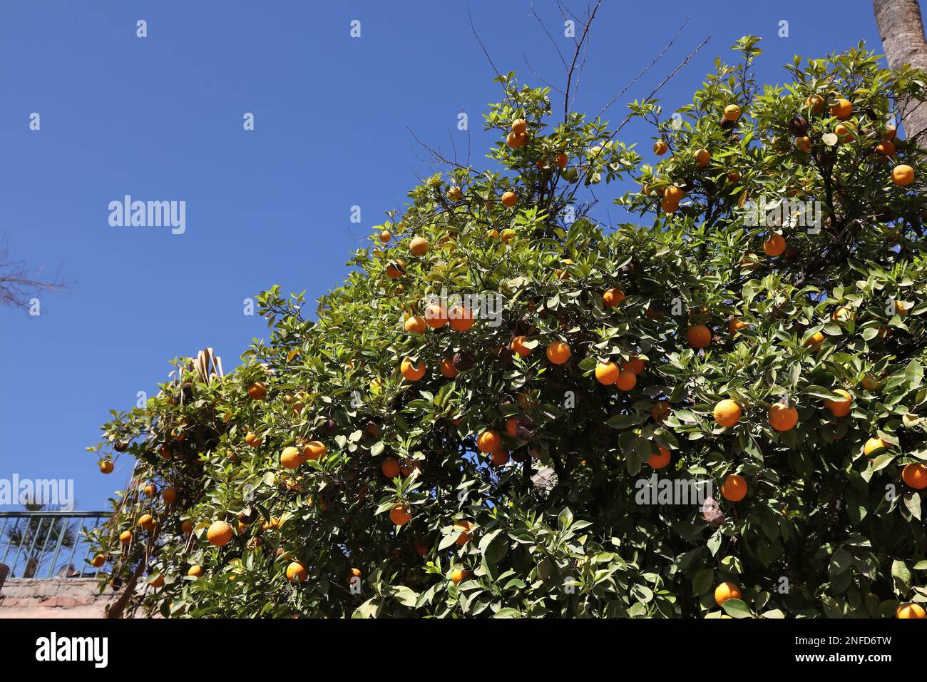 Orange trees in Marrakech, Morocco. City park in Marrakesh Stock Photo ...