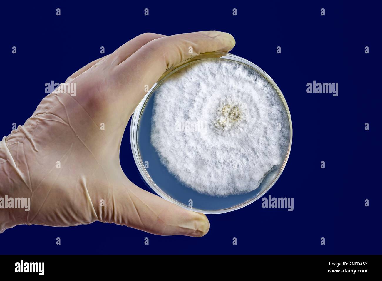 Structure of mucor mold hi-res stock photography and images - Alamy