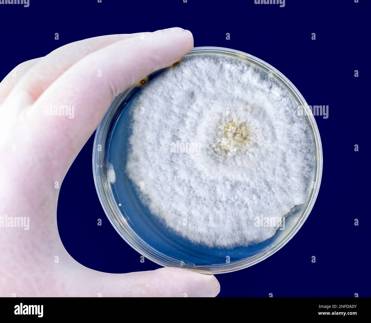 Structure of mucor mold hi-res stock photography and images - Alamy