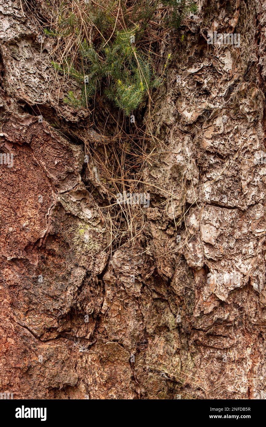 Natural environmental textures and patterns close-up found still life ...