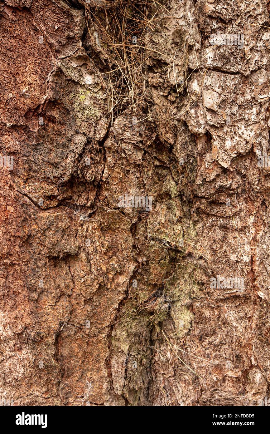 Natural environmental textures and patterns close-up found still life ...