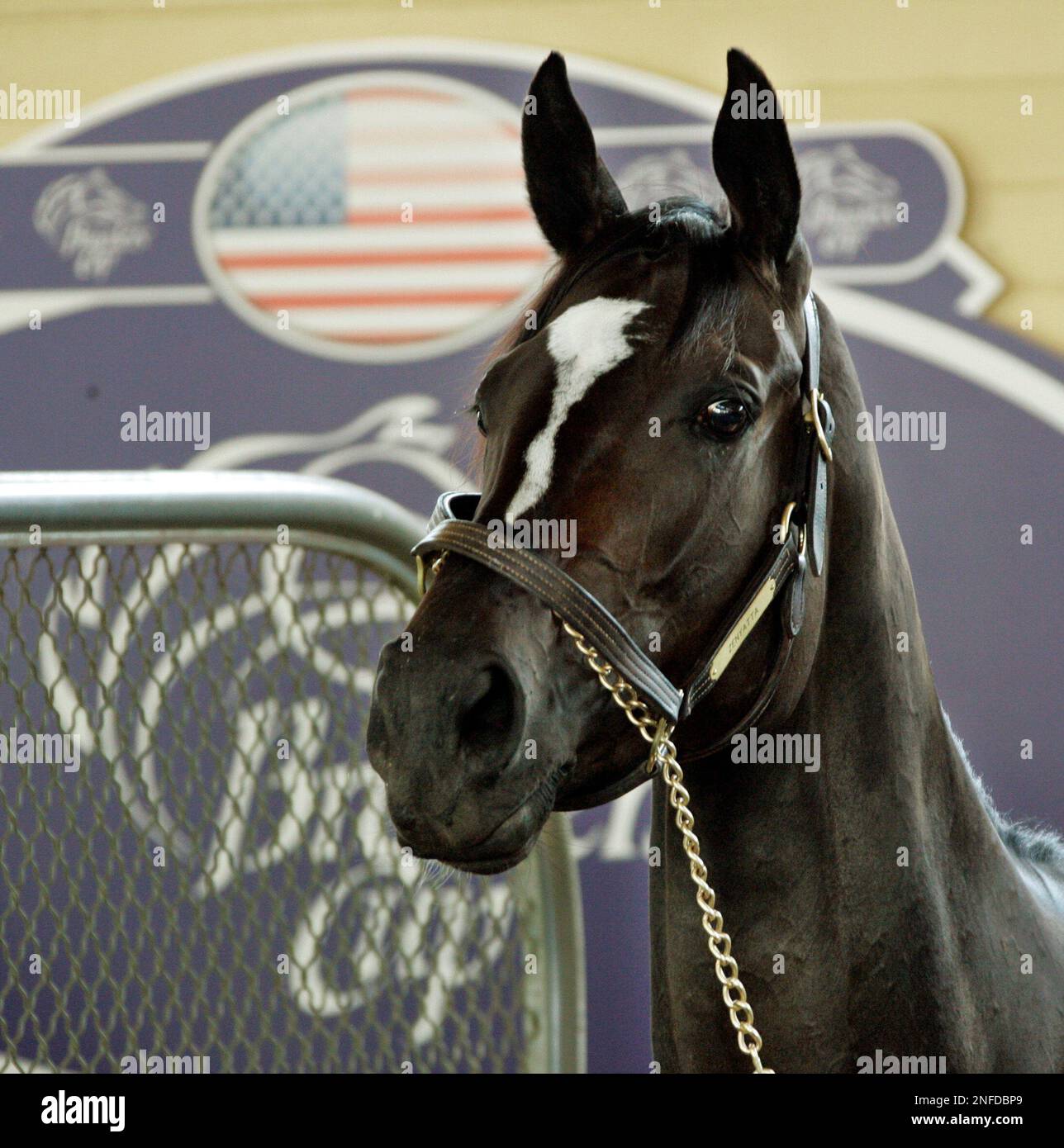 Zenyatta is seen in the paddock during "schooling" for the upcoming ...