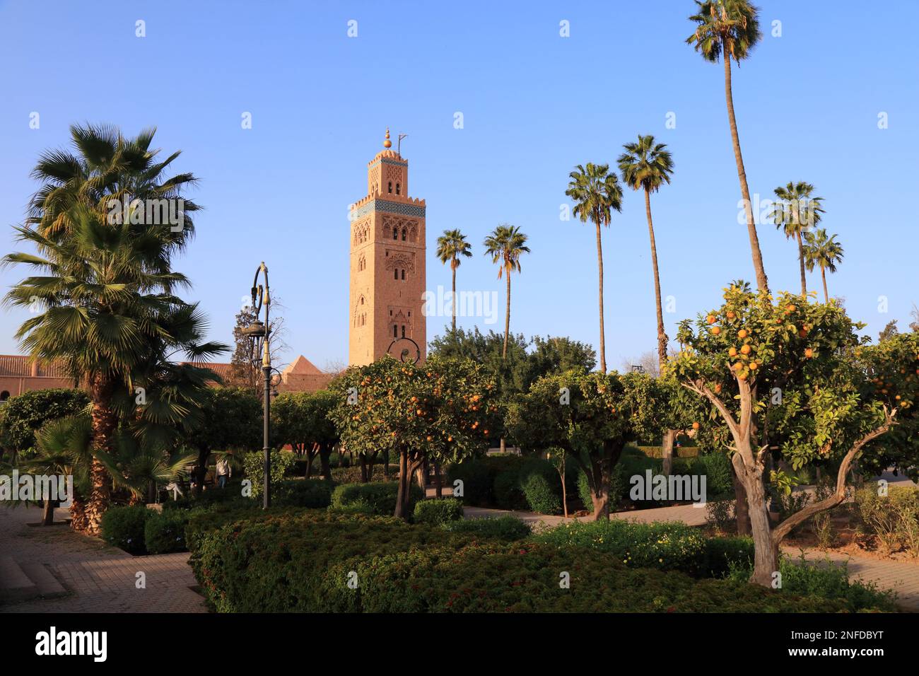 Marrakech city landmark in Morocco. Koutoubia Mosque and orange trees ...