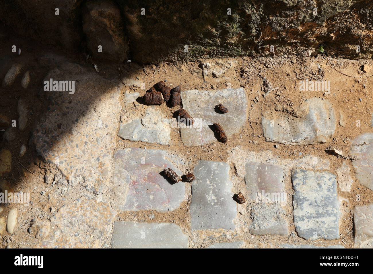 Dog poop left on city street pavement. Abandoned dog excrement. Pet ...
