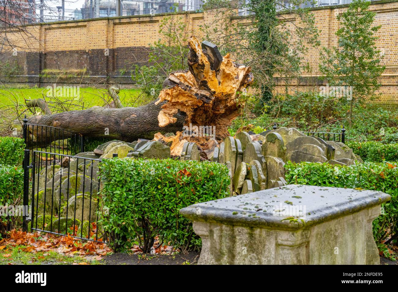 The remains of the Hardy Ash tree in the church of St Pancras Old ...