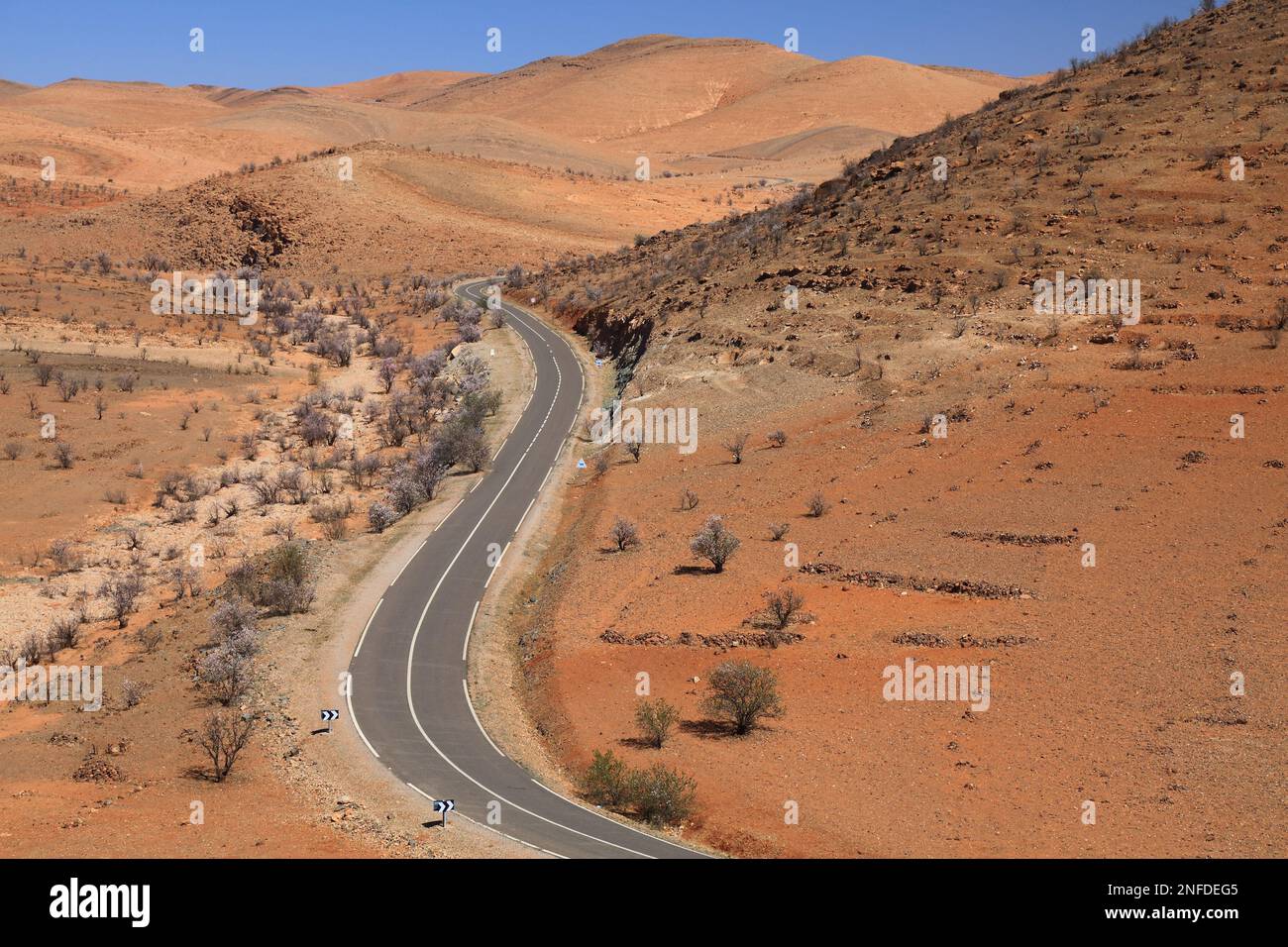 Blooming almond trees and winding mountain road in Anti-Atlas mountains ...