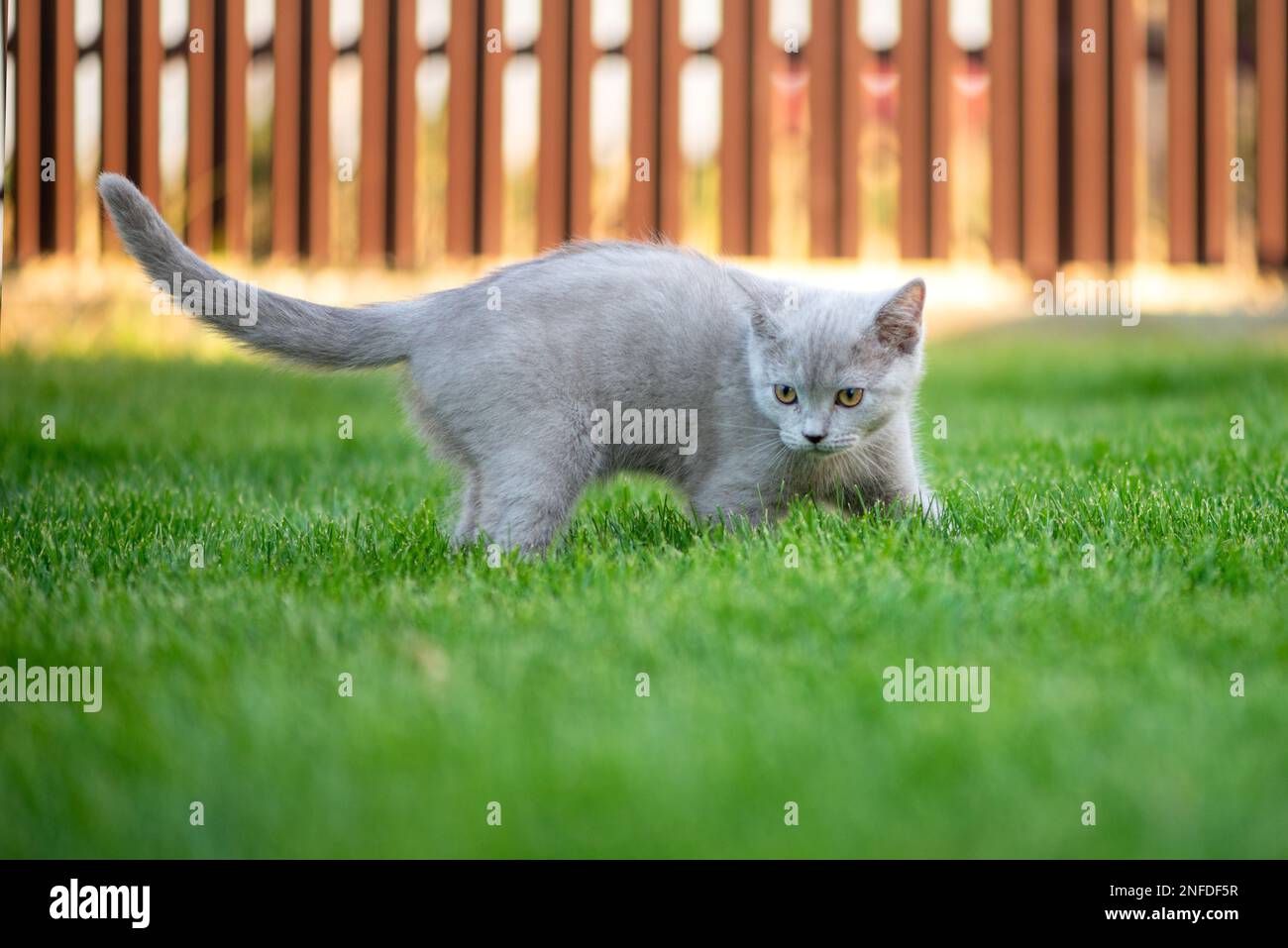 Cute little cat outdoor in grass. Scottish straight kitty Stock Photo ...