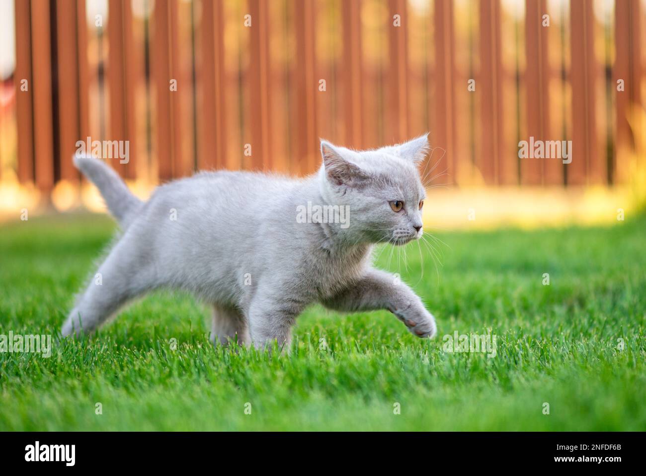 Cute little cat outdoor in grass. Scottish straight kitty Stock Photo ...