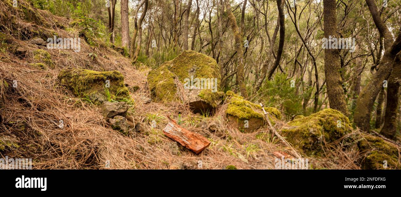 Moody woodland landscapes along the hiking trail at Aguamansa (eerie ...