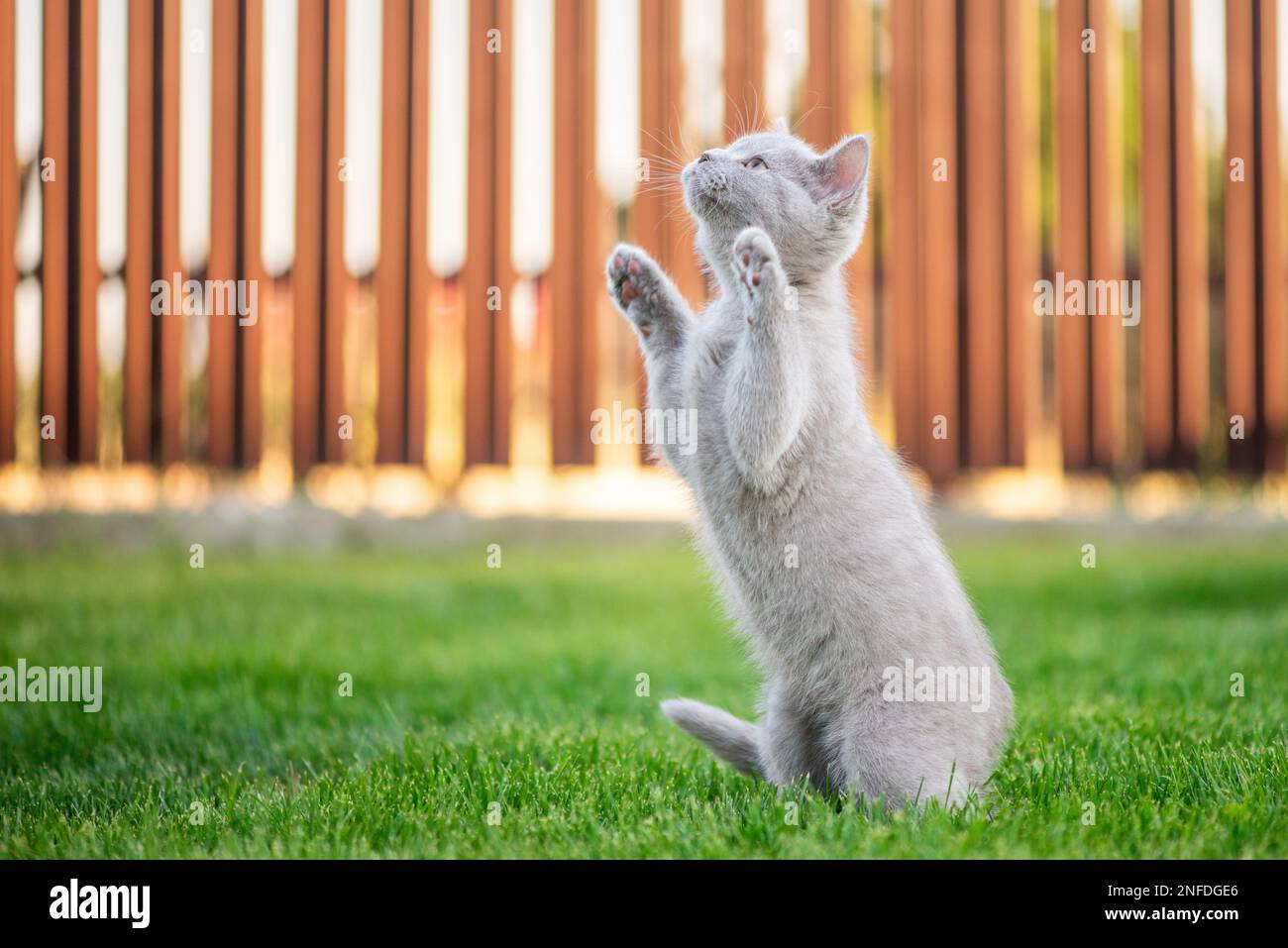 Cute little cat outdoor in grass. Scottish straight kitty Stock Photo ...