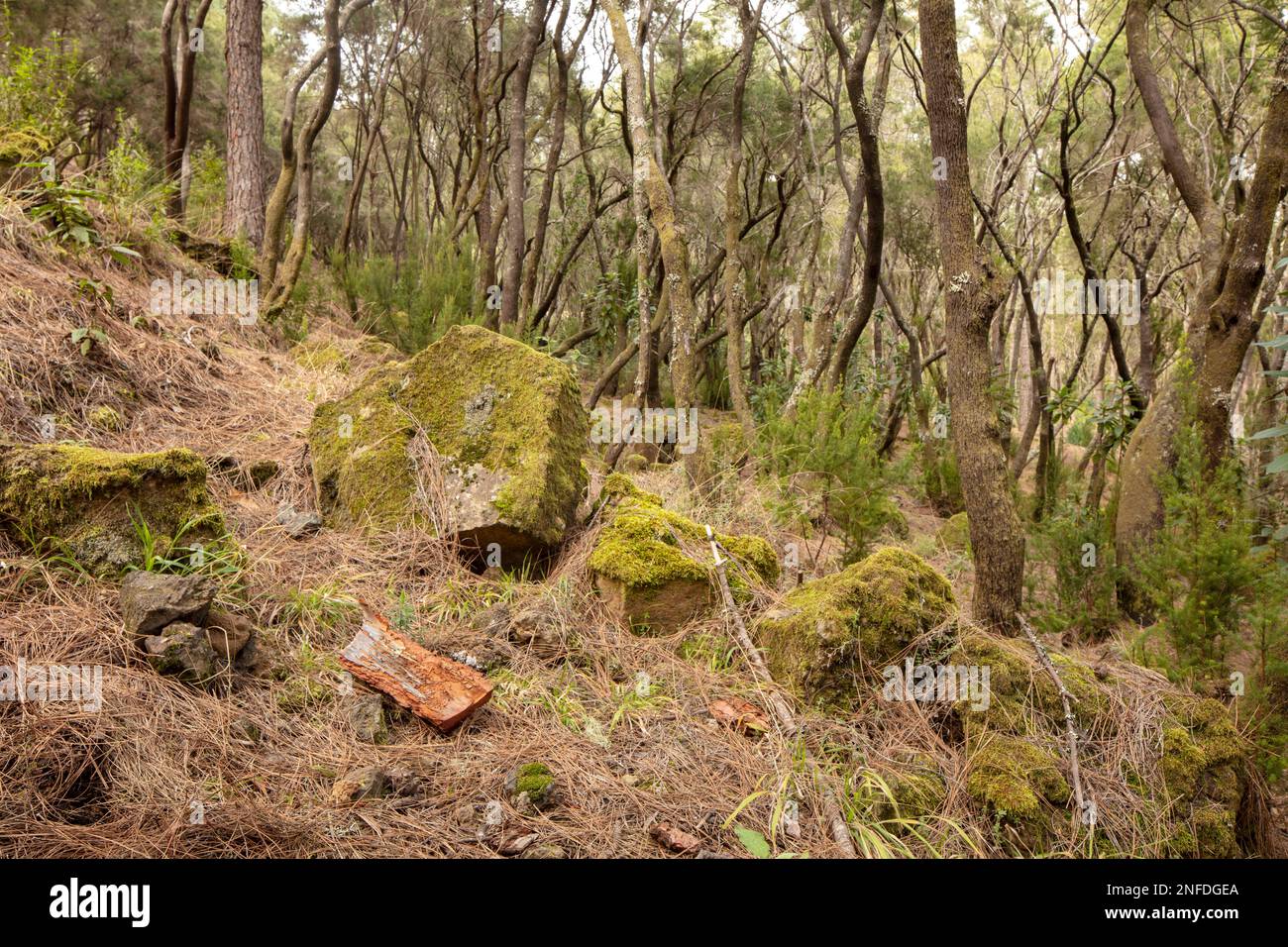 Moody woodland landscapes along the hiking trail at Aguamansa (eerie ...
