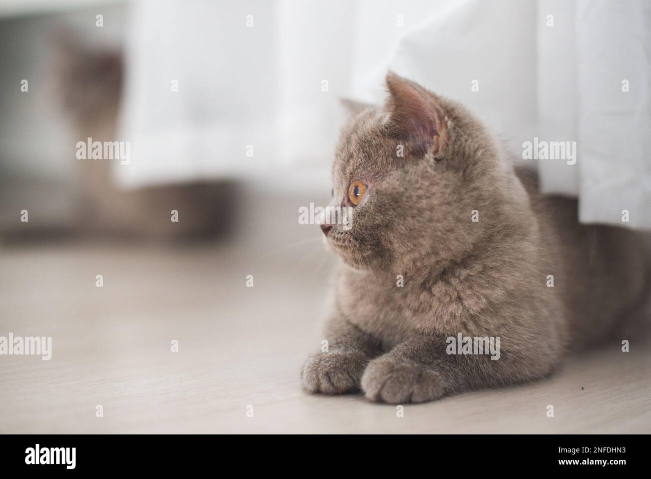 Playful fluffy cat crawling under a bed in bedroom Stock Photo - Alamy