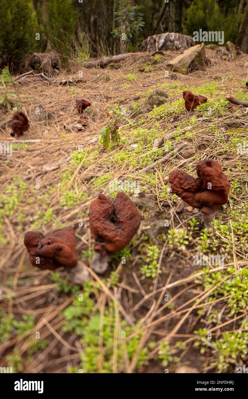 Eukaryotic parasites hi-res stock photography and images - Alamy
