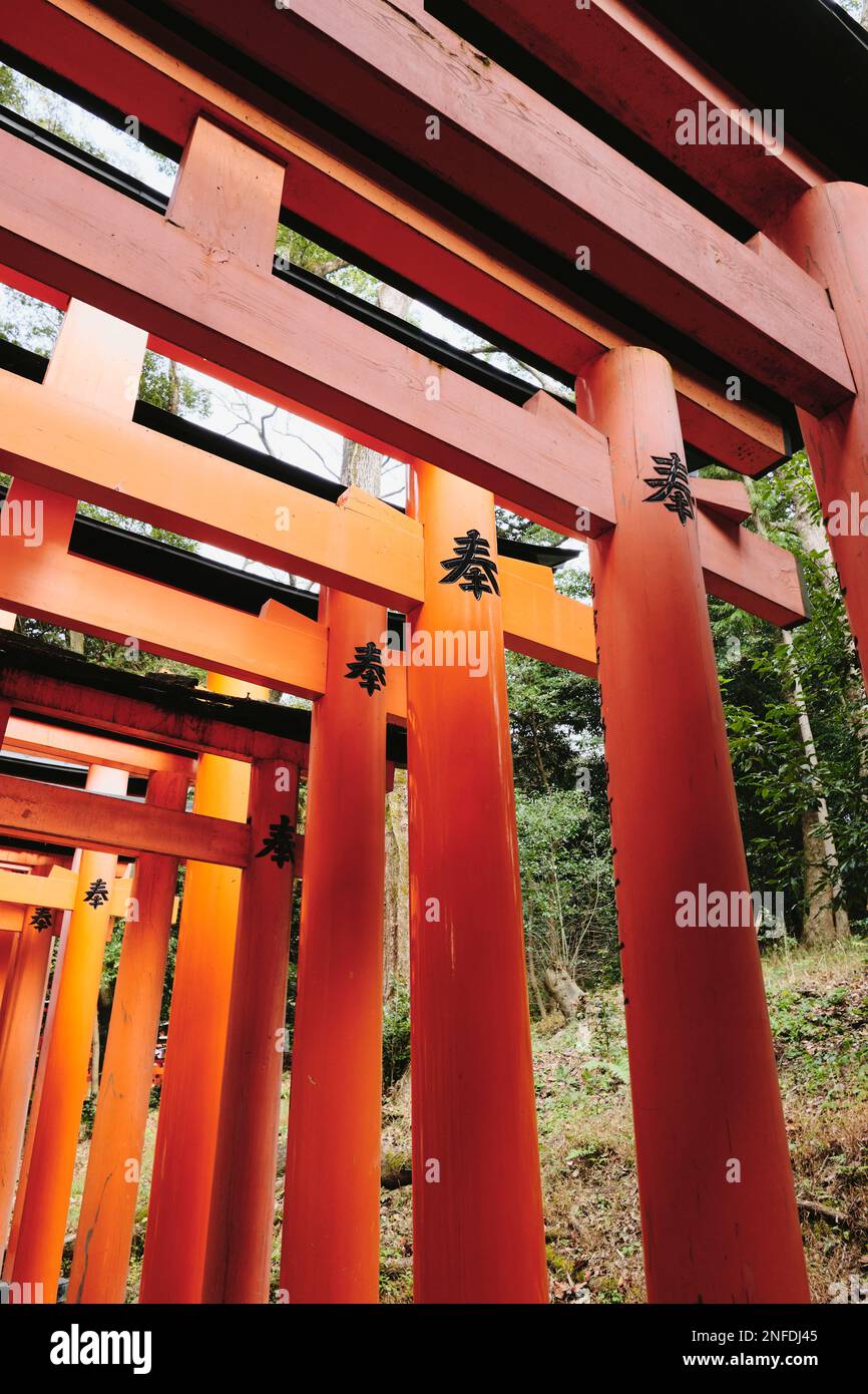 A shot of a path of torii gates at Fushimi Inari Shrine in Kyoto, Japan ...
