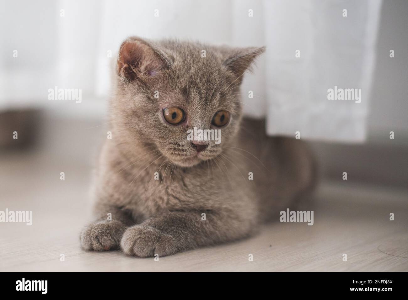 Playful fluffy cat crawling under a bed in bedroom Stock Photo - Alamy