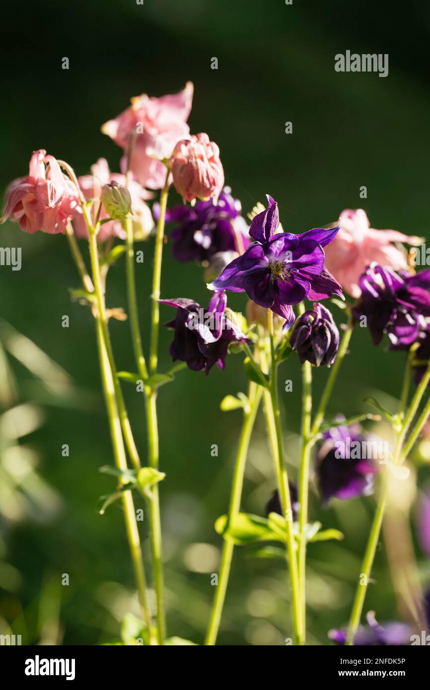 Pale rose colored and purple columbine (Aquilegia vulgaris L.) flower ...
