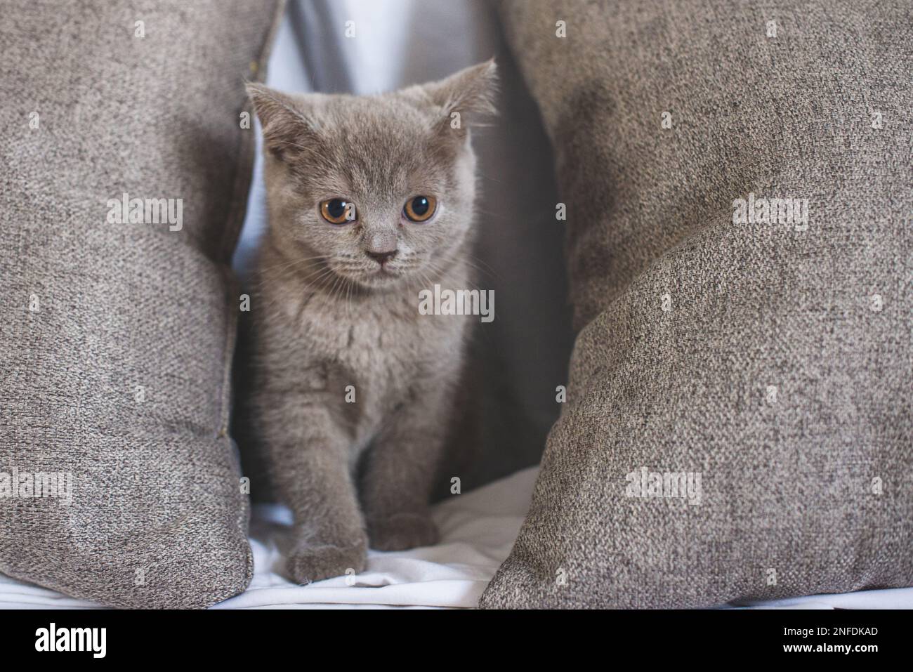 Playful fluffy cat crawling under a bed in bedroom Stock Photo - Alamy