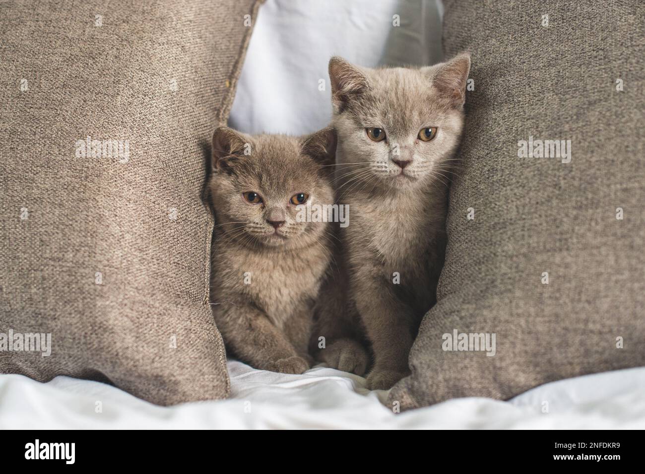 British shorthair cat under bed hi-res stock photography and images - Alamy