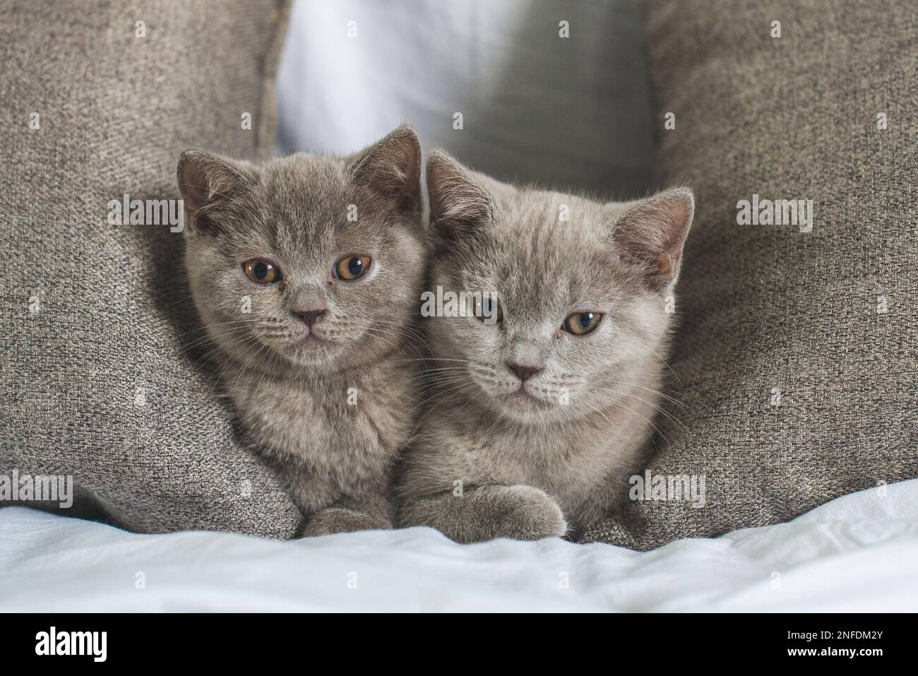 Playful fluffy cat crawling under a bed in bedroom Stock Photo - Alamy