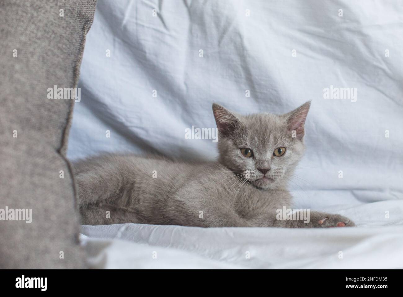 Playful fluffy cat crawling under a bed in bedroom Stock Photo - Alamy