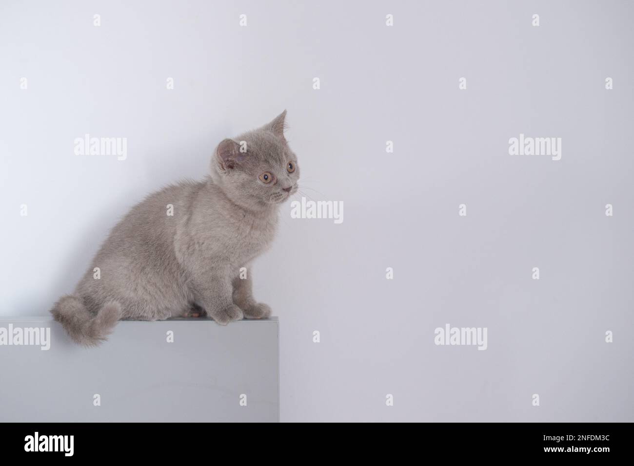 British shorthair cat under bed hi-res stock photography and images - Alamy