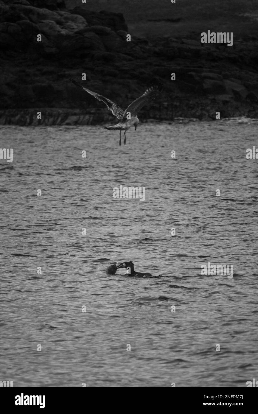 A vertical grayscale shot of a gull with open wings flying above ...