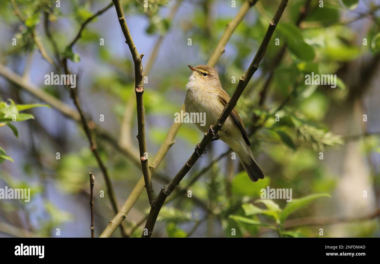 Chiff chaff bird hi-res stock photography and images - Alamy