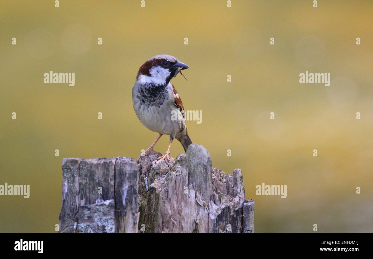 Suffolk norfolk border hi-res stock photography and images - Alamy