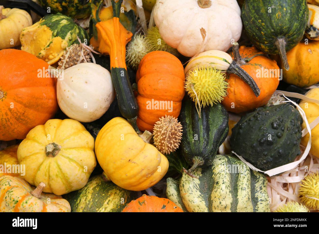 Autumn harvest at a market in Italy - varieties of squashes and ...