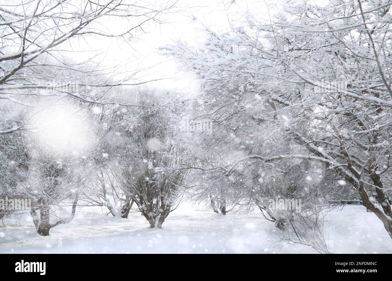 Winter Park. Landscape in snowy weather. January day Stock Photo - Alamy