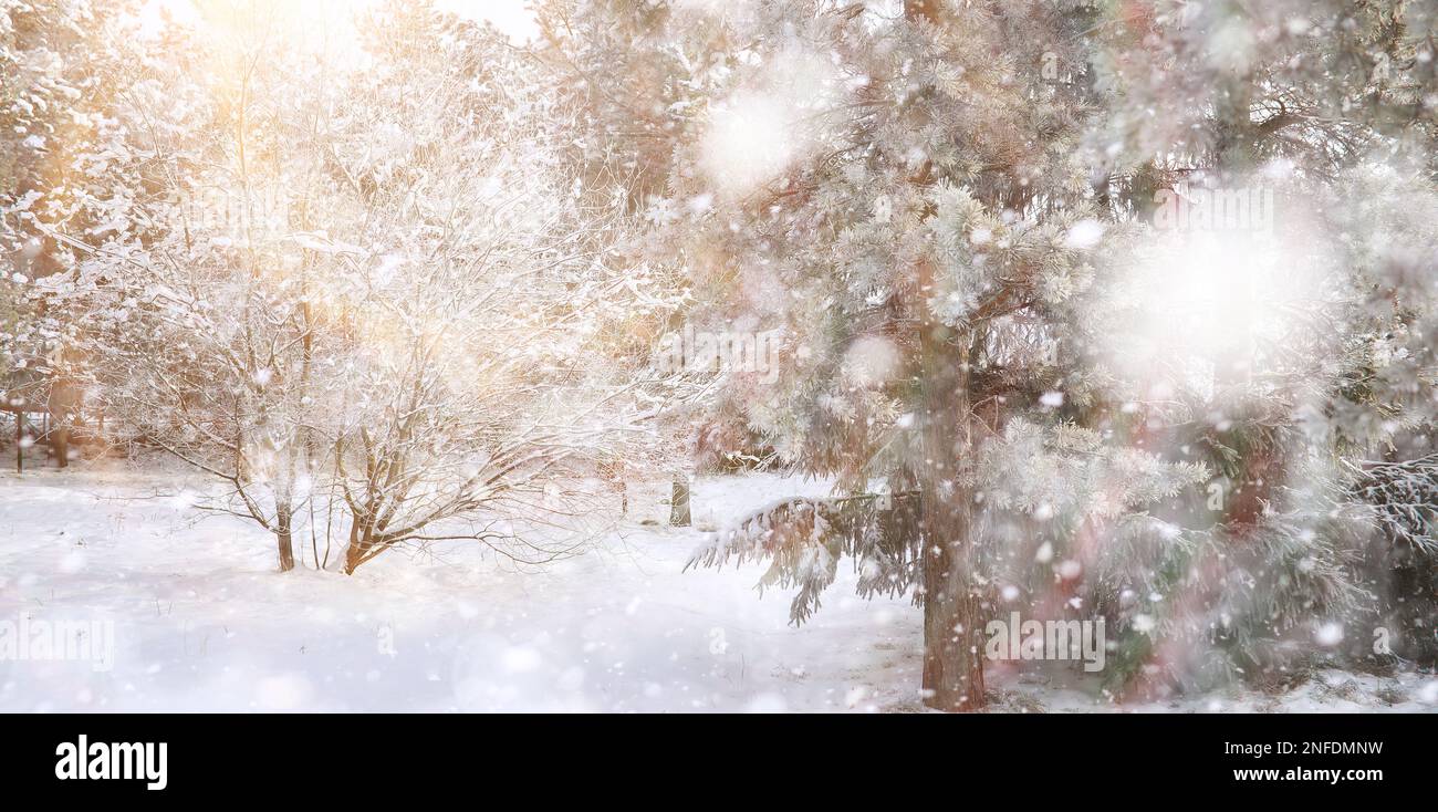 Winter Park. Landscape in snowy weather. January day Stock Photo - Alamy