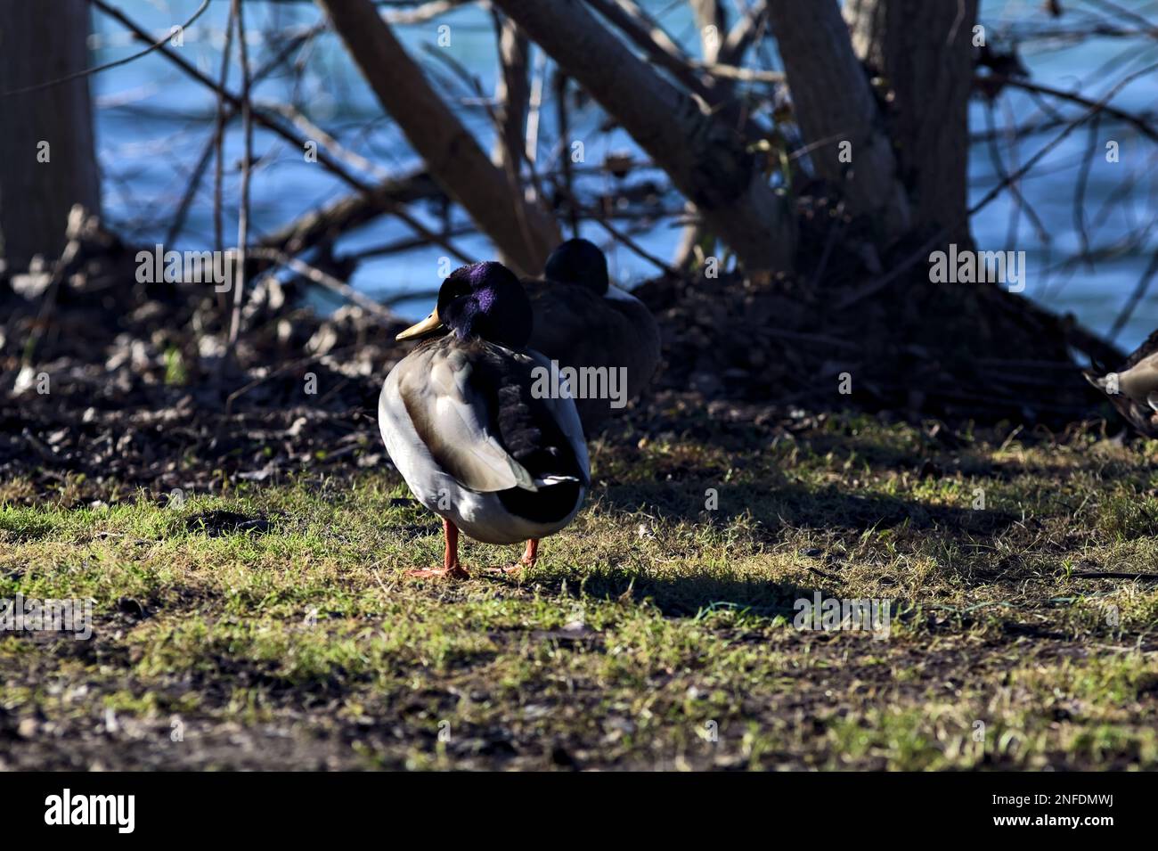 Goose on lakeshore in hi-res stock photography and images - Alamy
