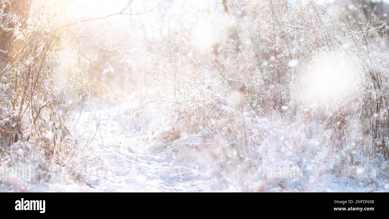 Winter Park. Landscape in snowy weather. January day Stock Photo - Alamy