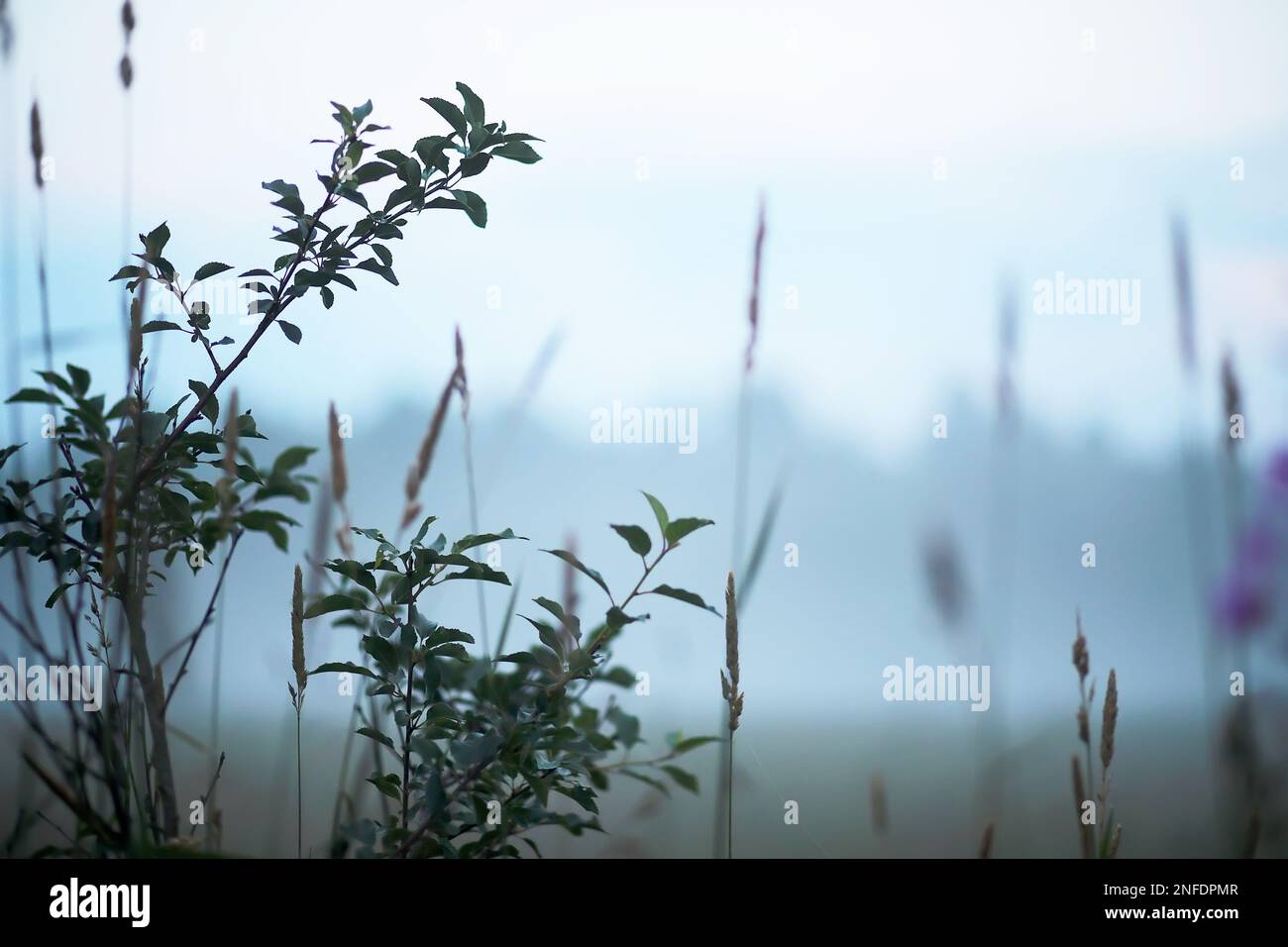 Fog in the field. Evening nature in summer with white fog Stock Photo ...