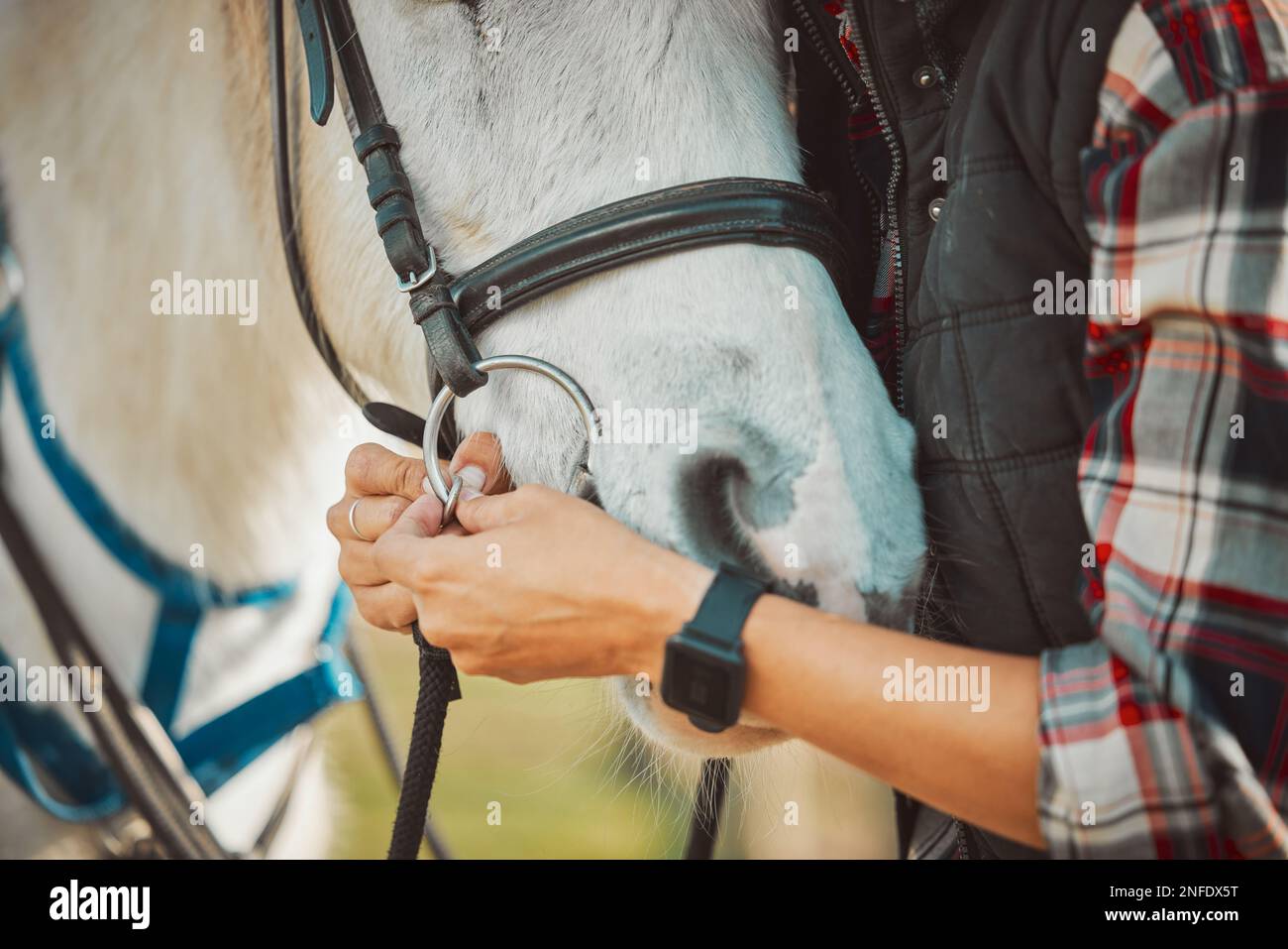Horse, riding and equestrian with person and saddle up animal outdoor ...
