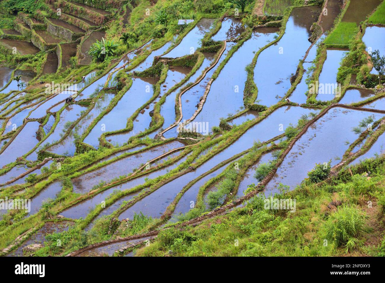 Rice paddies landscape in Philippines. Rice terraces in Batad ...