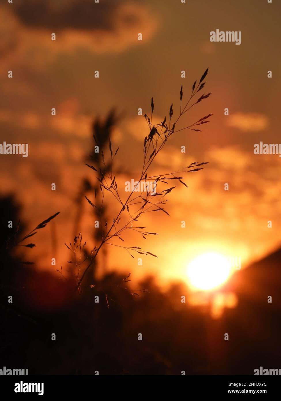 The sunset over an open field with tall grass in front of it Stock ...