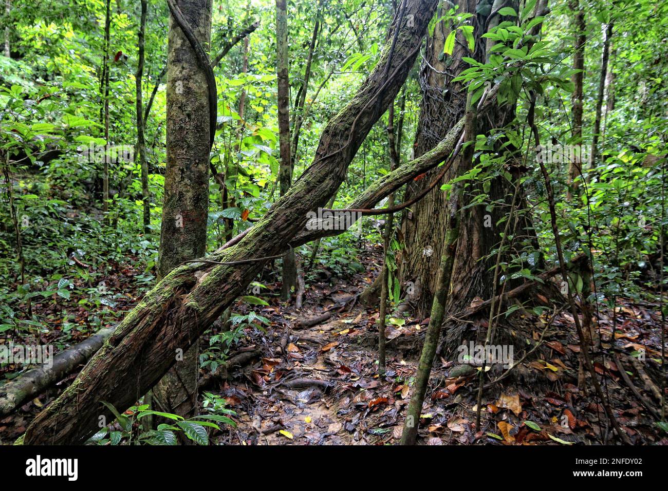 Hiking trail in rainforest of Palawan island, Philippines. Tropical jungle forest Stock Photo ...