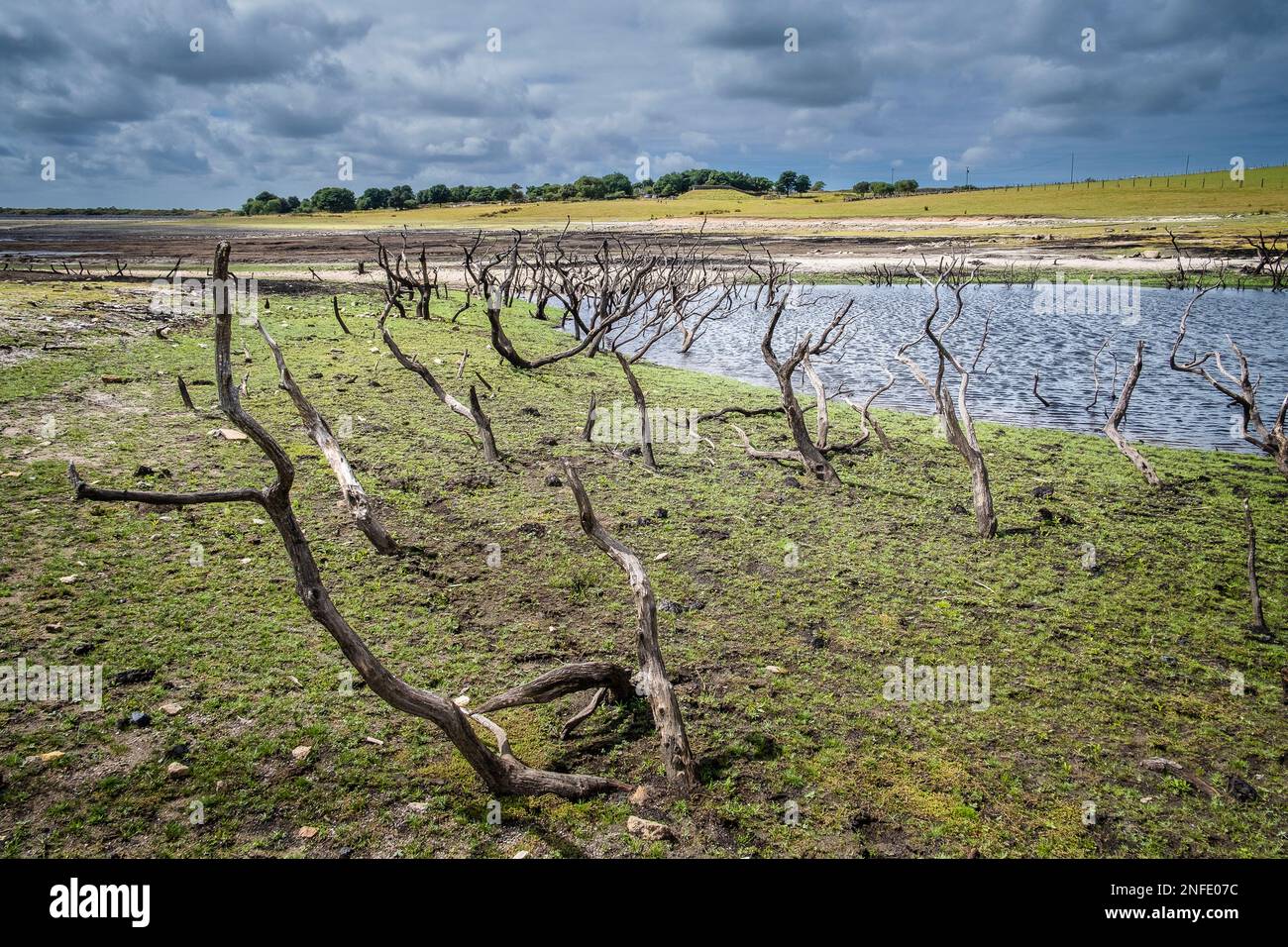 The remains of skeletal dead trees in and around a small man-made pond ...