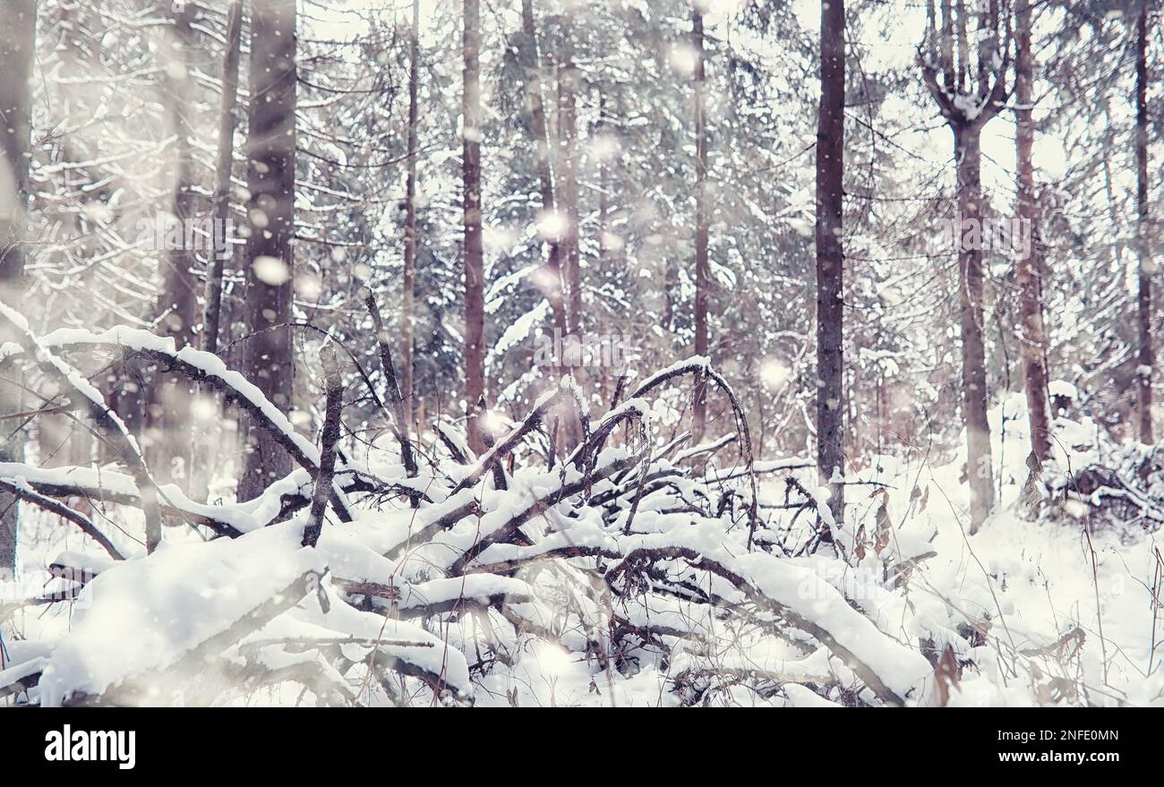 Winter forest landscape. Tall trees under snow cover. January frosty ...