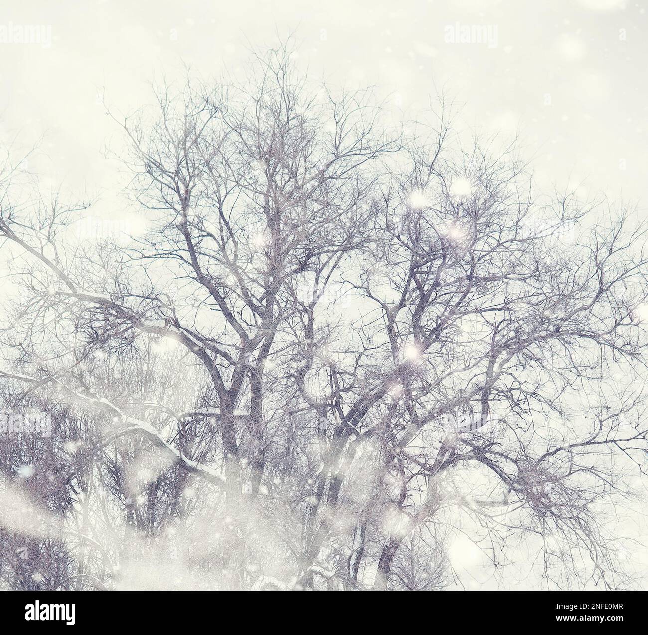 Winter forest landscape. Tall trees under snow cover. January frosty ...