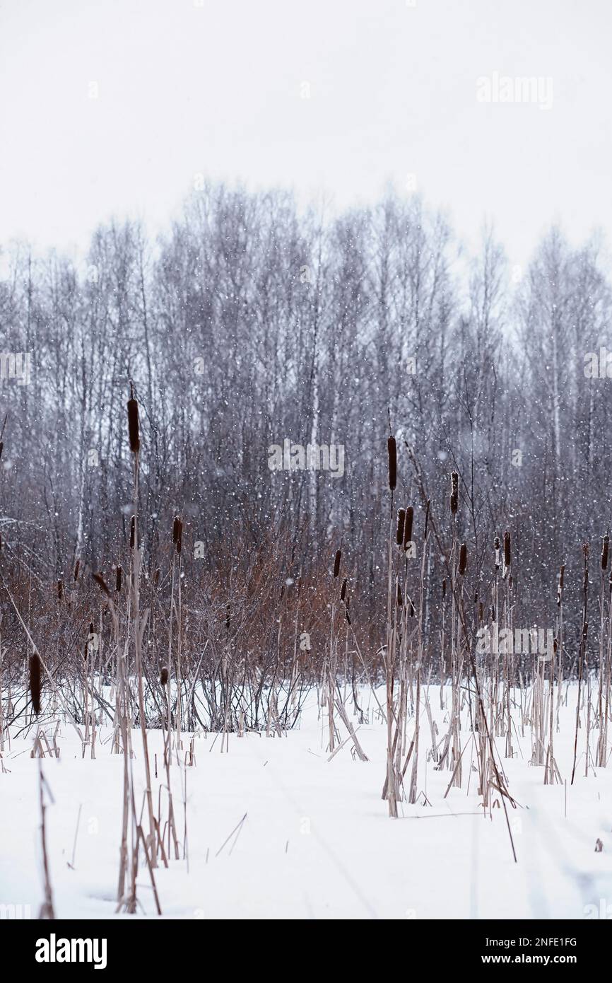 Winter forest landscape. Tall trees under snow cover. January frosty ...