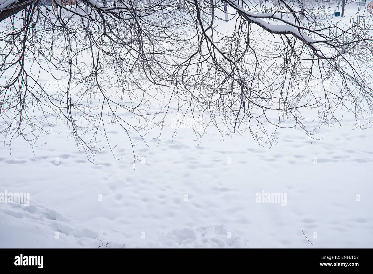 Winter forest landscape. Tall trees under snow cover. January frosty ...