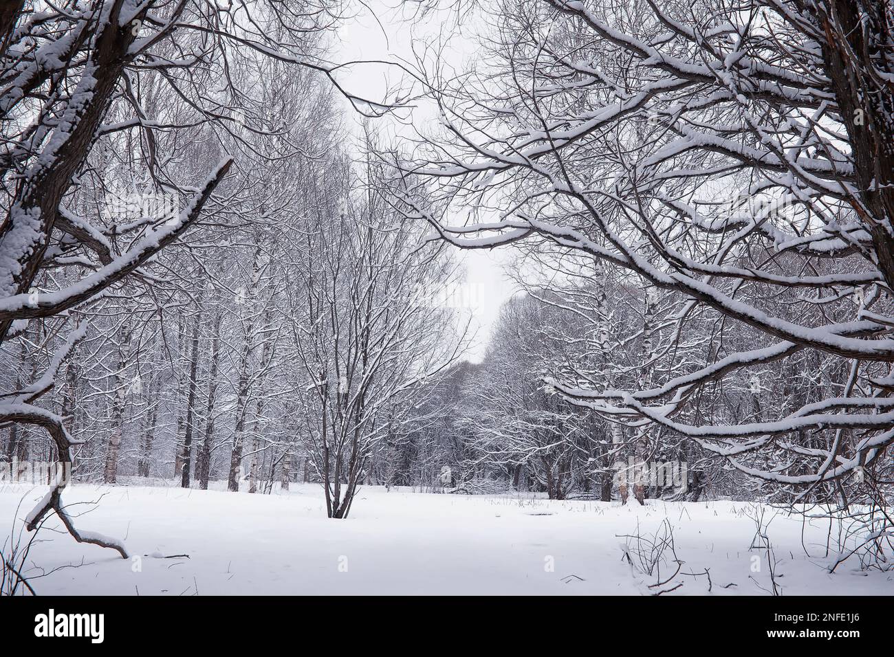 Winter forest landscape. Tall trees under snow cover. January frosty ...