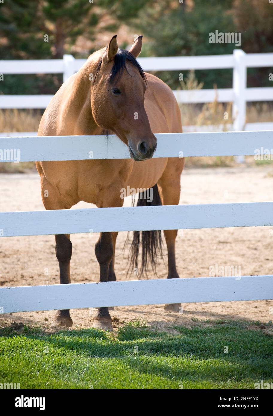 Cholla the painting horse takes a rest at his owner Renee Chambers ...