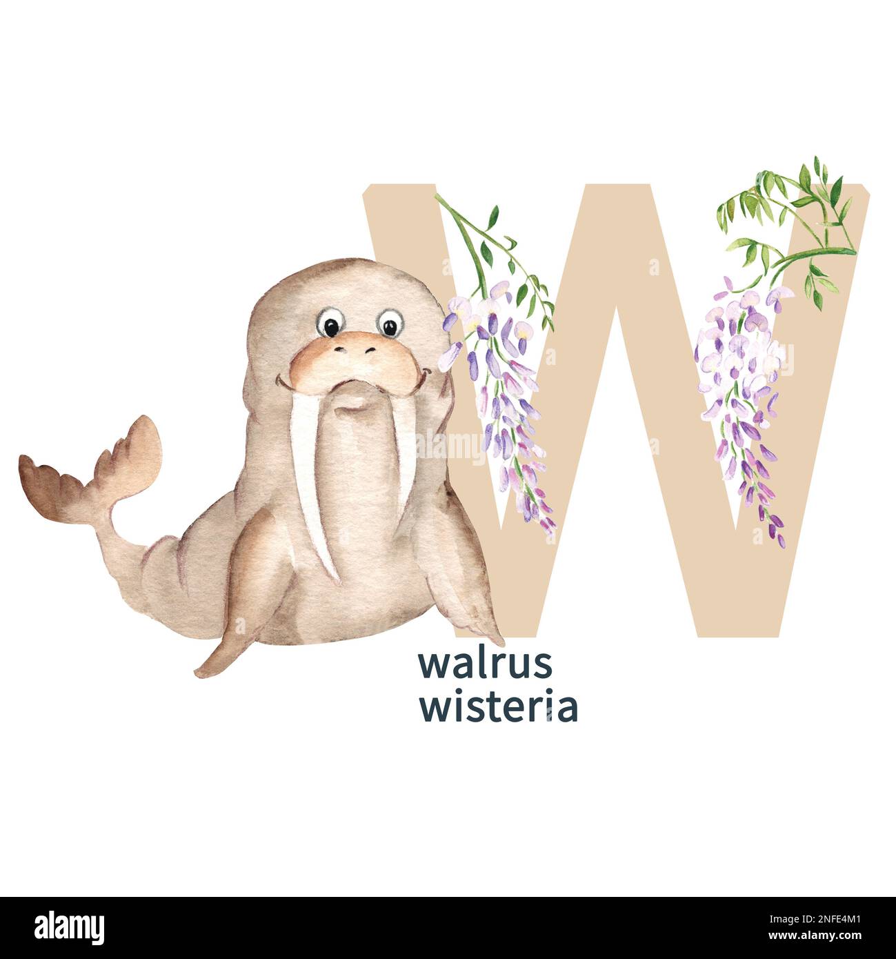 Letter W, walrus, wisteria, cute kids animal and floral ABC alphabet ...