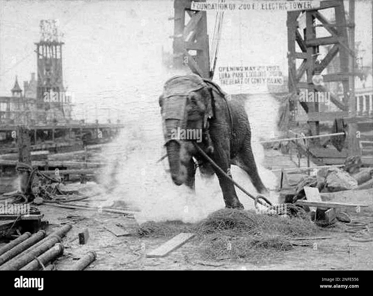 Topsy elephant death electrocution at luna park 1903 Stock Photo - Alamy
