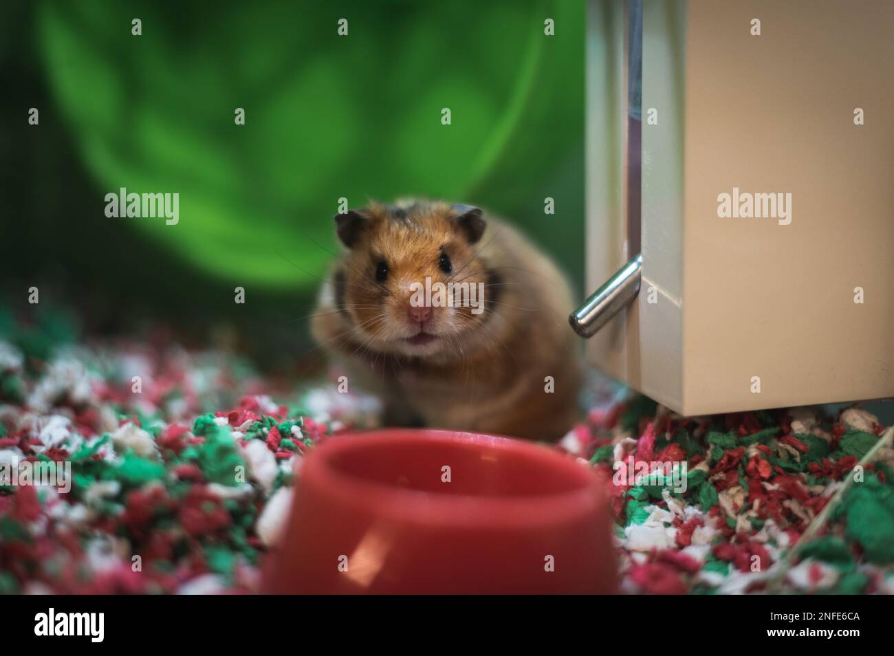 A shallow focus of a Golden hamster looking at camera standing on ...