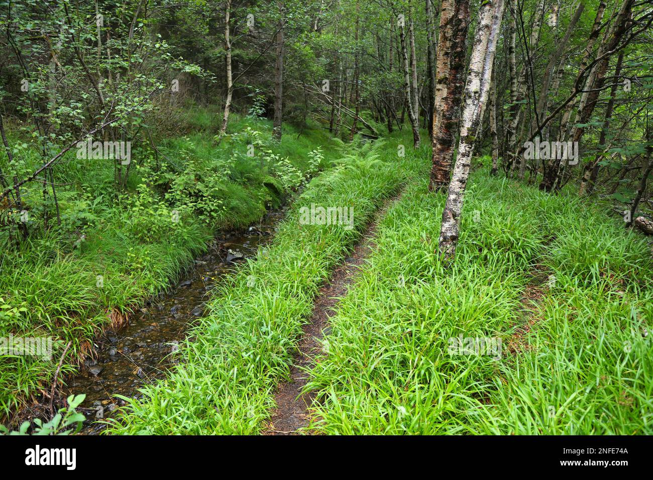 Norway hiking. Mysterious forest path in Ulstein region of More og ...